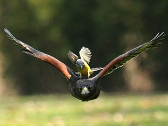 Dev şahine kafa tuttu